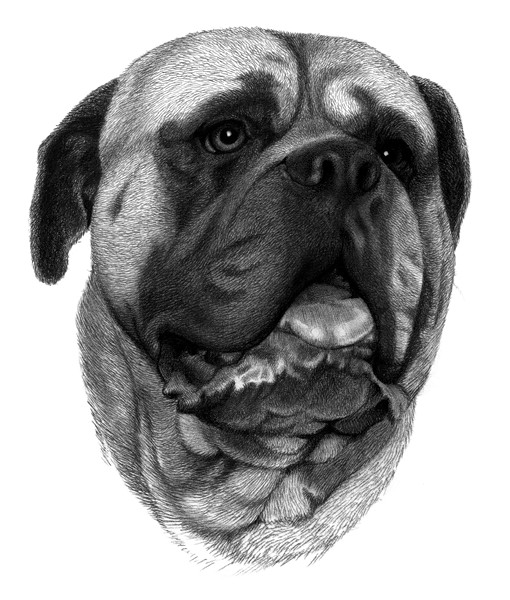 Illustrations Exhibit: Pets and Farm Animals Section: Dog Breeds Area ...