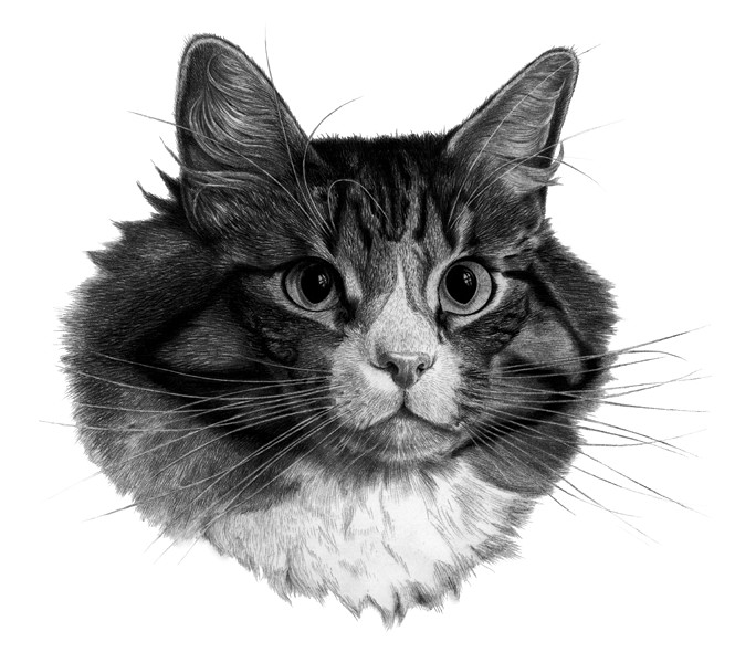 Illustrations Exhibit: Pets And Farm Animals Section: Cats Area ...