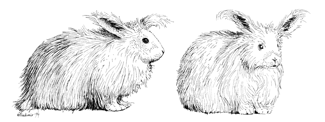 Illustrations Exhibit: Pets And Farm Animals Section: Small Animals ...