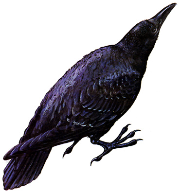 Graphic Art Exhibit: Posters Section: • European Raven